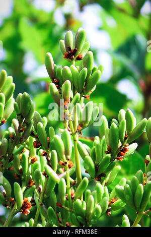 Green seed pods on a lilac tree branch Stock Photo - Alamy