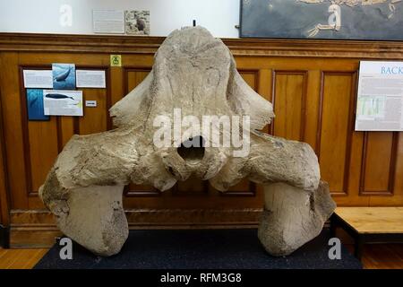 The posterior portion of the skull of Balaena mysticetus, the bowhead ...
