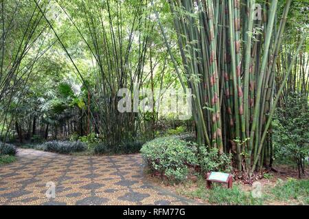 Bamboo collection - Wangjianglou Park - Chengdu, China Stock Photo - Alamy