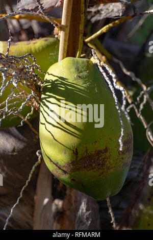 Big ripe coconuts hanging on coconut palm tree close up ready for ...