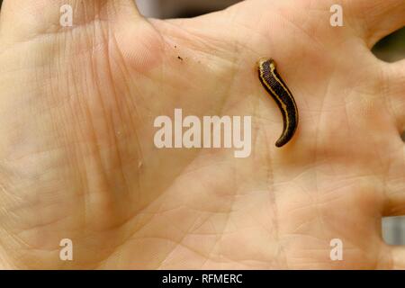 TIGER LEECH RICHARDSONIANUS AUSTRALIS on a man's hand, Granite bend ...