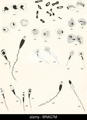 . Carnegie Institution of Washington publication. 116 DEVELOPMENT OF ...