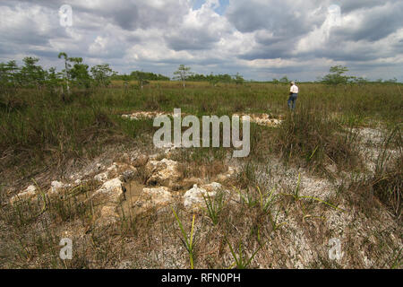 Everglades limestone bedrock exposed during extreme drought conditions ...