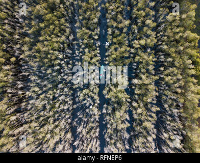 Aerial view of wooden boat at Melaleuca tree forest in Mekong Delta ...