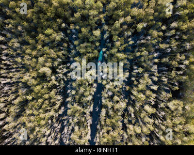 Aerial view of wooden boat at Melaleuca tree forest in Mekong Delta ...