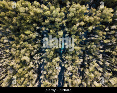 Aerial view of wooden boat at Melaleuca tree forest in Mekong Delta ...