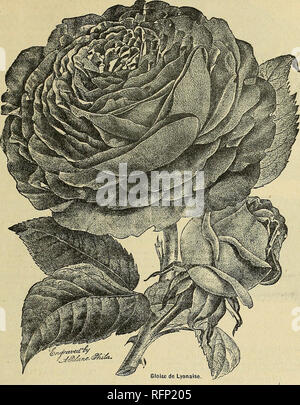 Rose tinted flowers of the hardy hybrid foxglove, Digitalis 'Goldcrest ...