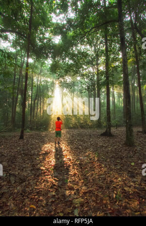 Taking photo of sun burst in the forest Stock Photo - Alamy