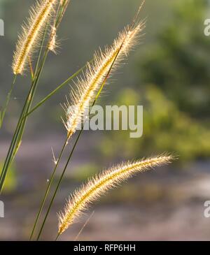 Setaria, a common wild plant Stock Photo - Alamy