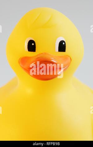 DEU, Germany : Yellow rubber duck Stock Photo - Alamy