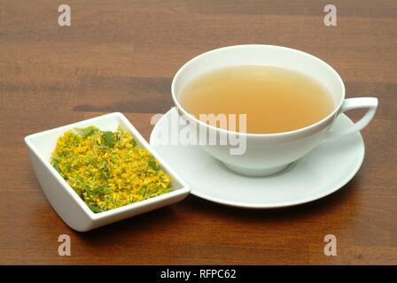 Golden rod tea, Solidago virgaurea Stock Photo - Alamy