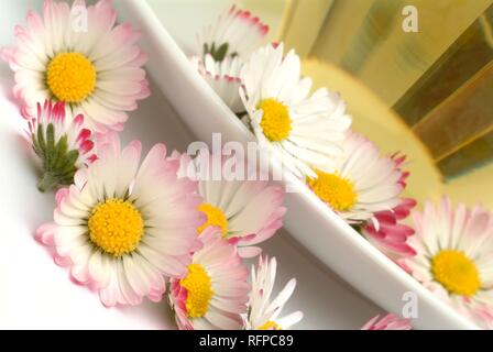 Cup of daisy tea (Bellis perennis), daisies, daisies, daisy tea Stock ...