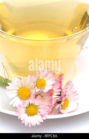 Cup of daisy tea (Bellis perennis), daisies, daisies, daisy tea Stock ...