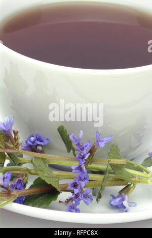 tea made of Ground ivy medicinal tea herbtea Groundivytea Glechoma ...