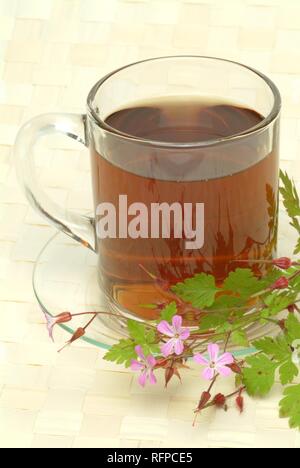 Herb Robert Tea, Geranium robertianum Stock Photo - Alamy