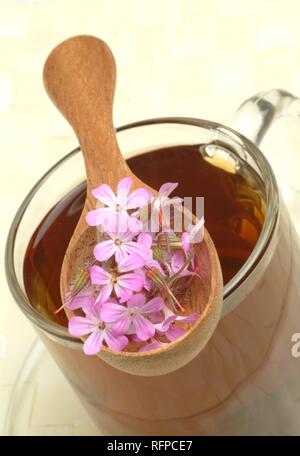 Herb Robert Tea, Geranium robertianum Stock Photo - Alamy