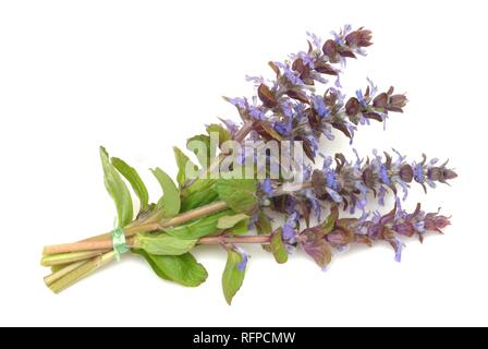 Ajuga reptans Bugle medicinal plant herb Bugula Stock Photo - Alamy