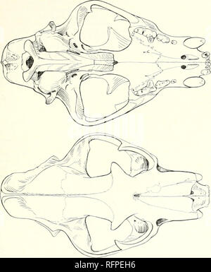 Leopard Panthera pardus Skull Stock Photo - Alamy