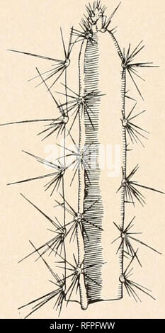 cactus plants high key on a white background Stock Photo - Alamy