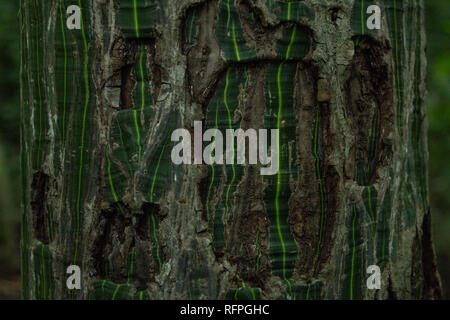 Pochote tree (Pachira quinata) bark detail, Sarapiqui, Costa Rica Stock ...