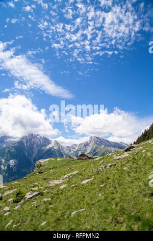 Haopy cows in the Alps, Switzerland Stock Photo - Alamy