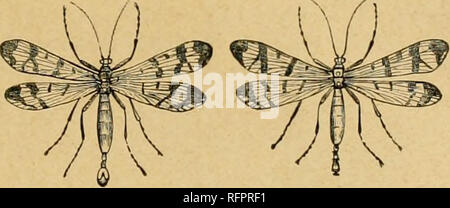 Camel neck fly Stock Photo - Alamy