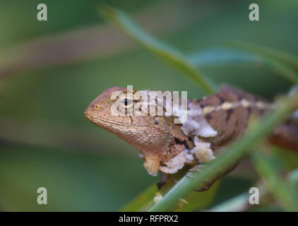 Female Oriental Garden Lizard shading skin on a branch of a vine Stock ...