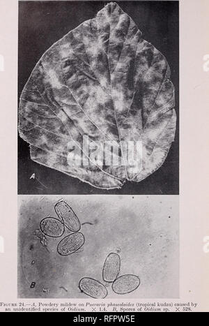 . Some diseases of Puerto Rican forage crops. Forage plants Diseases ...