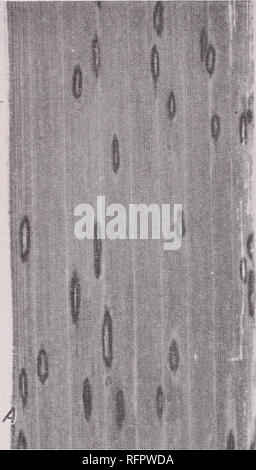 . Some diseases of Puerto Rican forage crops. Forage plants Diseases ...