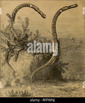 . Natural history. Zoology. STAR-FISH, SEA-URCHINS, ETC. 655 The ...