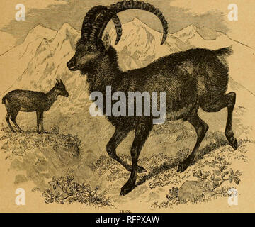 Alpine ibex, goats with long horns, perch on the roofs of housesºº ...