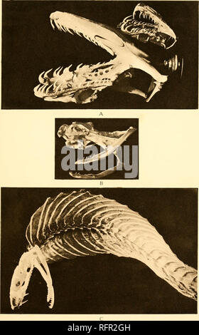 skeleton of boa constrictor Stock Photo: 24659676 - Alamy