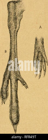 Brush-tailed Rat Kangaroo, Brush-tailed Rat Kangaroo, Brush-tailed Rat ...