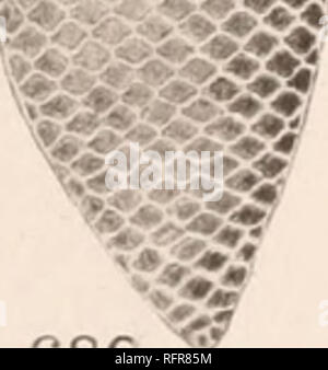 . Carnegie Institution of Washington publication. STRUCTURE. 37 The ...