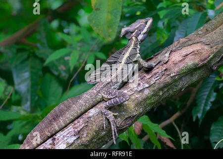 Brown Basilisk, Basiliscus vittatus, in the nature habitat. Beautiful ...