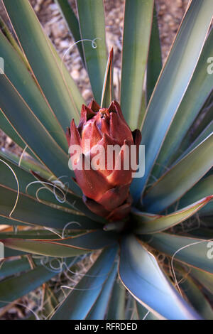 Red agave flower Stock Photo - Alamy