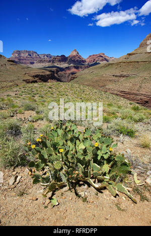 Grand Canyon: desert landscape, flowering plants, sandstone cliffs and ...