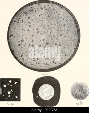 sodium chloride in petri dish, known as salt or table salt, important ...
