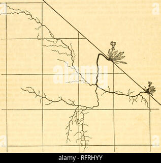 . The ecological relations of roots . A. Aletes acaulis. B. Network of ...