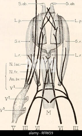 Cyclopia human Stock Photo - Alamy