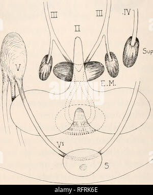 Cyclopia human Stock Photo - Alamy