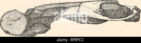 . Carnegie Institution of Washington publication. PERMO-CARBONIFEROUS ...