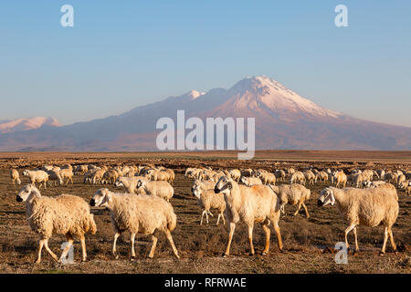Hasan Mountain. Herd of sheep. Aksaray, Turkey Stock Photo - Alamy
