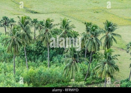 close view of coconut trees plantation in pattern at greenery field ...