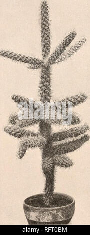 Yellow flower with long red filaments and small anthers Stock Photo - Alamy