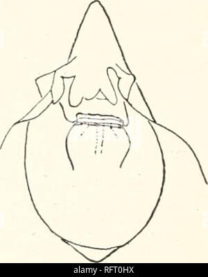 . Carnegie Institution of Washington publication. i8 CHBL^ROID FISHES ...