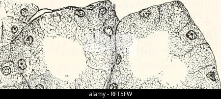 . Carnegie Institution of Washington publication. The Anatomy of ...