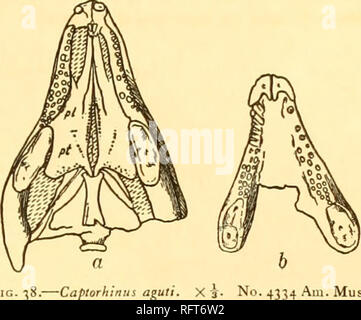 . Carnegie Institution of Washington publication. MORPHOLOGICAL ...