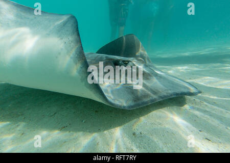 Giant stingray (Dasyatis spp) cruising with tourists in the shallow ...