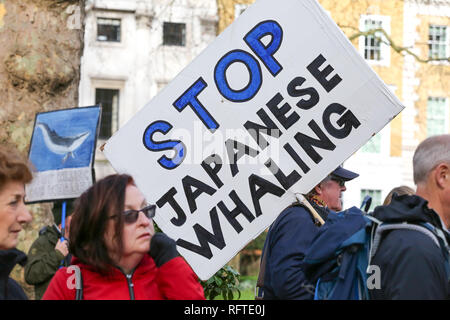 Protester during an anti-whaling protest outside the Japanese embassy ...